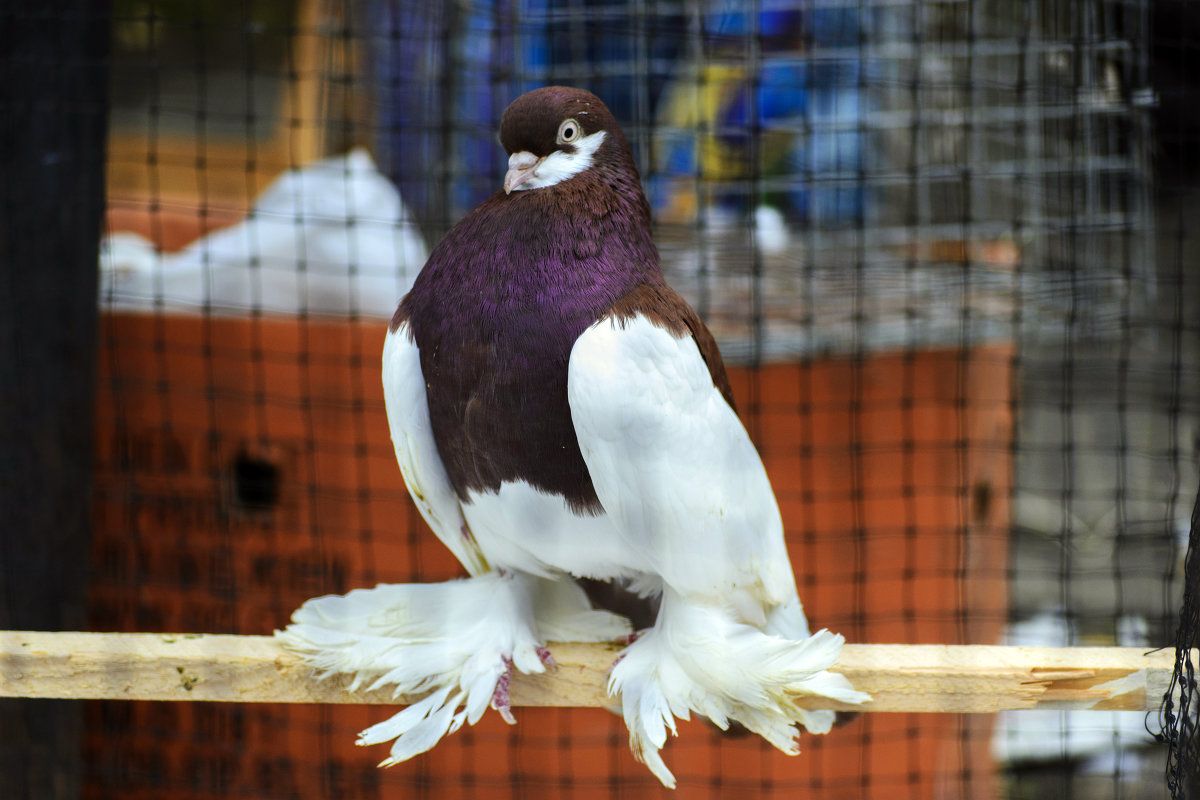 Reversewing Pouter Pigeon